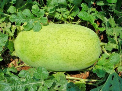 WATERMELON 'Candy Red' 10+ seeds HUGE fruit HEIRLOOM vegetable garden ...