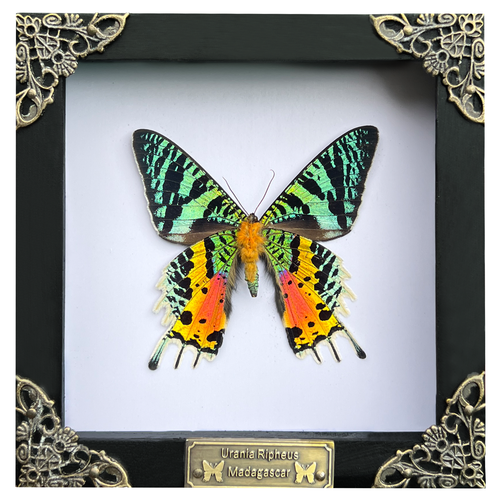 Framed Sunset Moth Taxidermy Butterfly Insect Box Wall Art Holiday ...