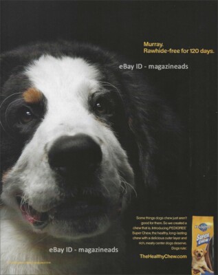 PEDIGREE 1-Page MAGAZINE PRINT AD 2006 BERNESE MOUNTAIN DOG close-up ...