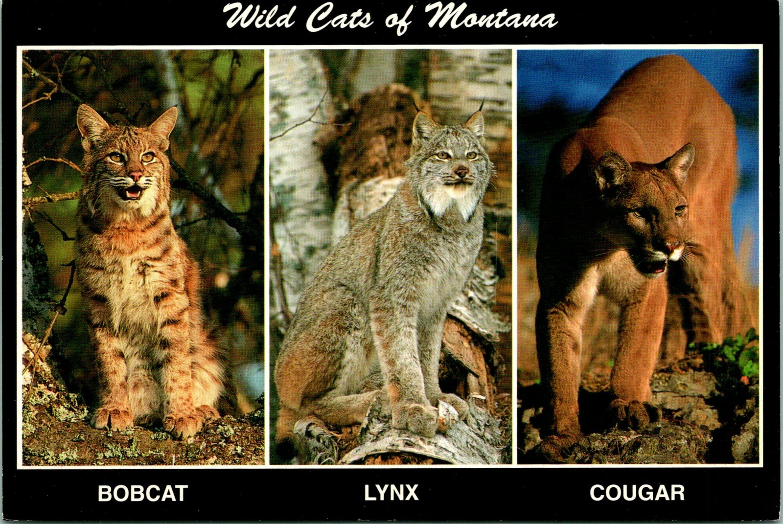 Wildcats Lynx Cougar Bobcat Montana Wildlife Postcard Unused (20856) | eBay