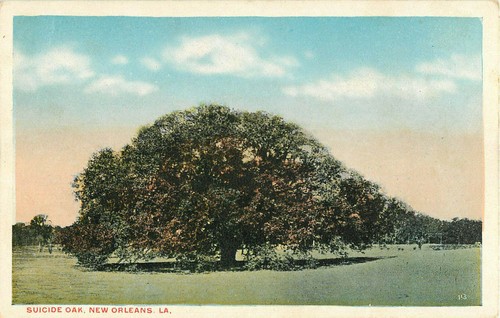 Postcard Suicide Oak, New Orleans, LA | eBay