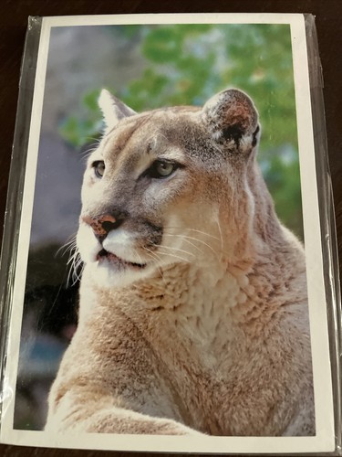 Postcard Fair Animals And Birds Postcards 20 count | eBay