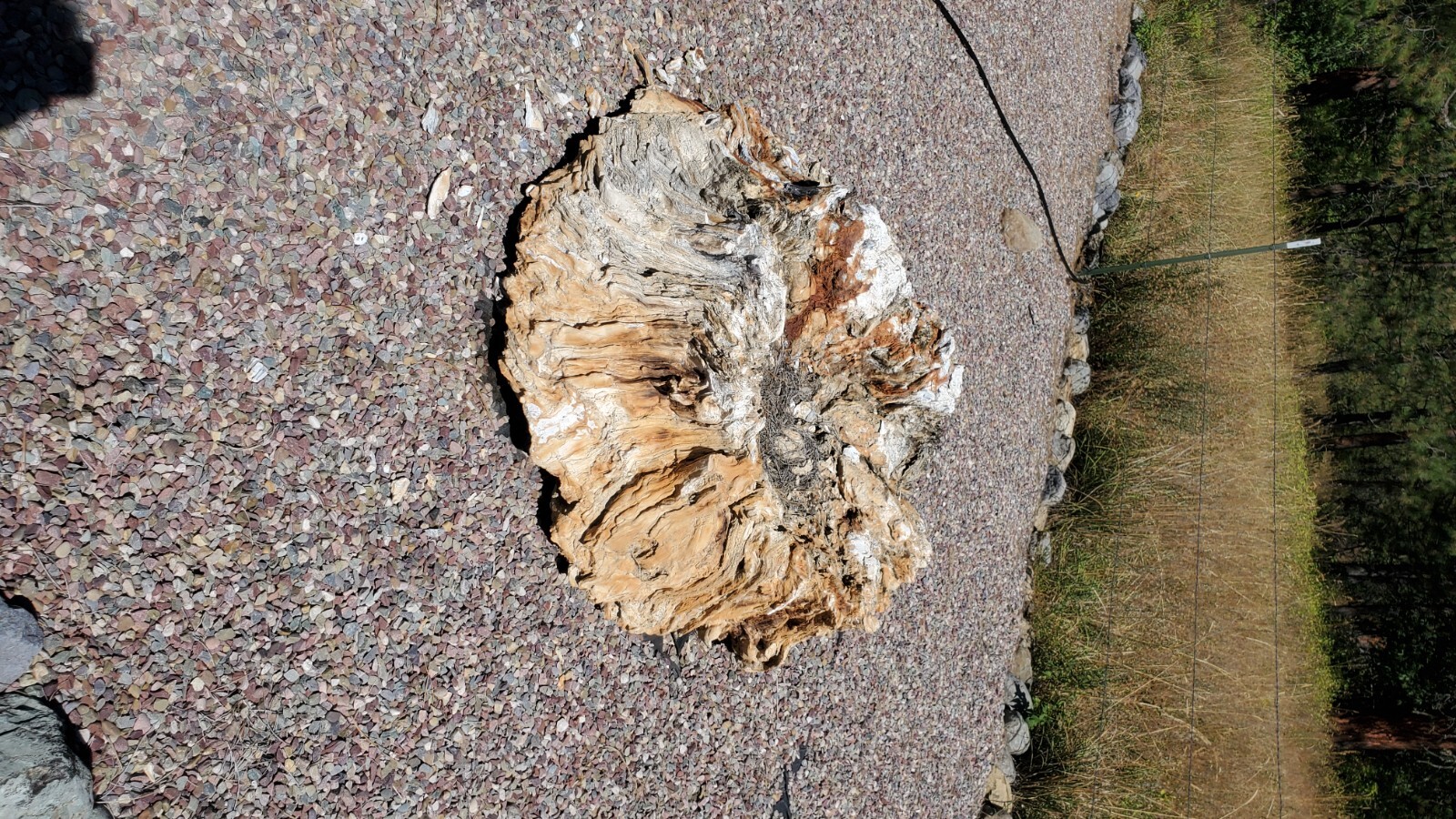 Rare cyprus petrified wood stump will haul for price | eBay