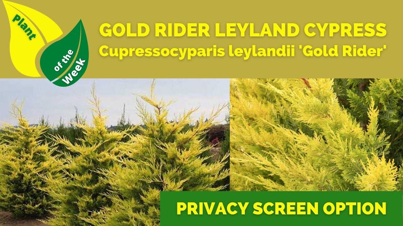 Leyland Cypress ‘Gold Rider’ (Cupressocyparis Leylandii ) Outdoor Grown ...