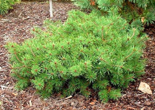 Little Brolly Dwarf Scotch Pine 2 - Year Graft | eBay