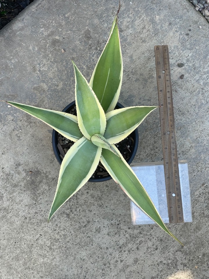 Agave guiengola ‘Crème Brûlée’ | Rare Variegated Agave | Rooted ...