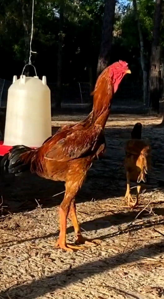 5 NPIP/AI CLEAN INDIO GIGANTE EXTRA TALL BIRDS SHOW QUALITY GRADE A ...