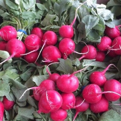 RADISH PINK CELEBRATION 70+seeds AL SEASON GROW 30 days * FREE POST ...