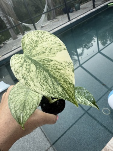 Monstera mint Actual Plant Large Form Free Shipping Custom Listing ...