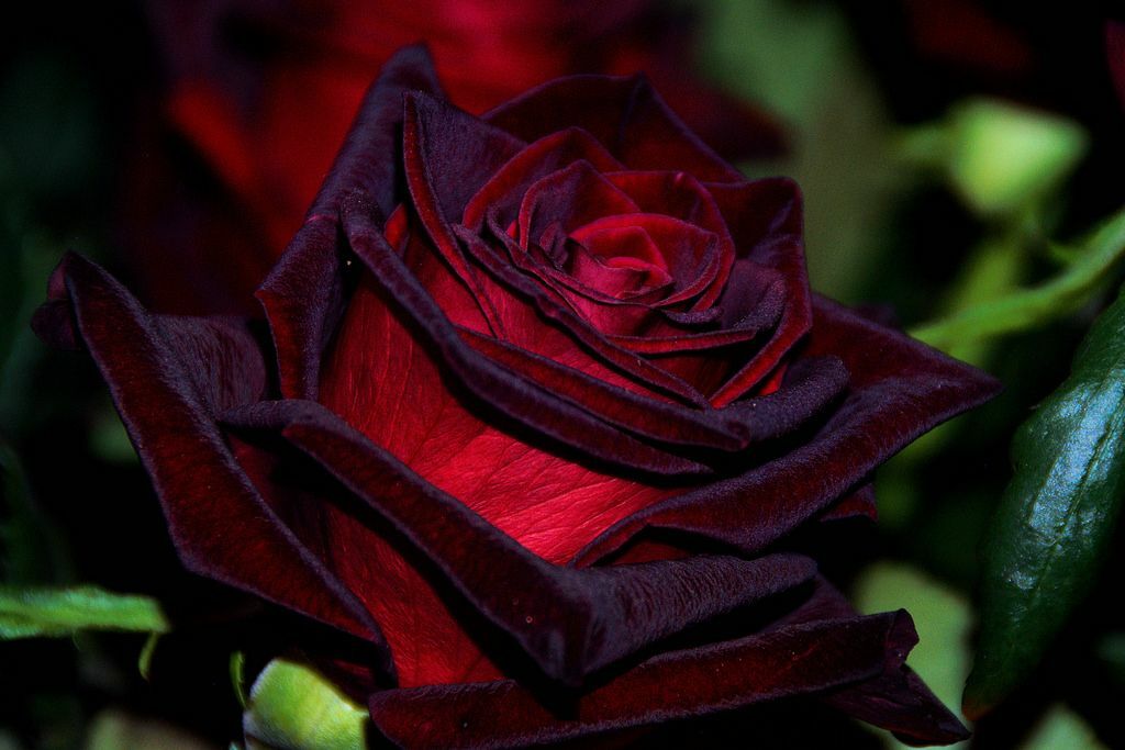 Black Magic Roses Black Magic Roses