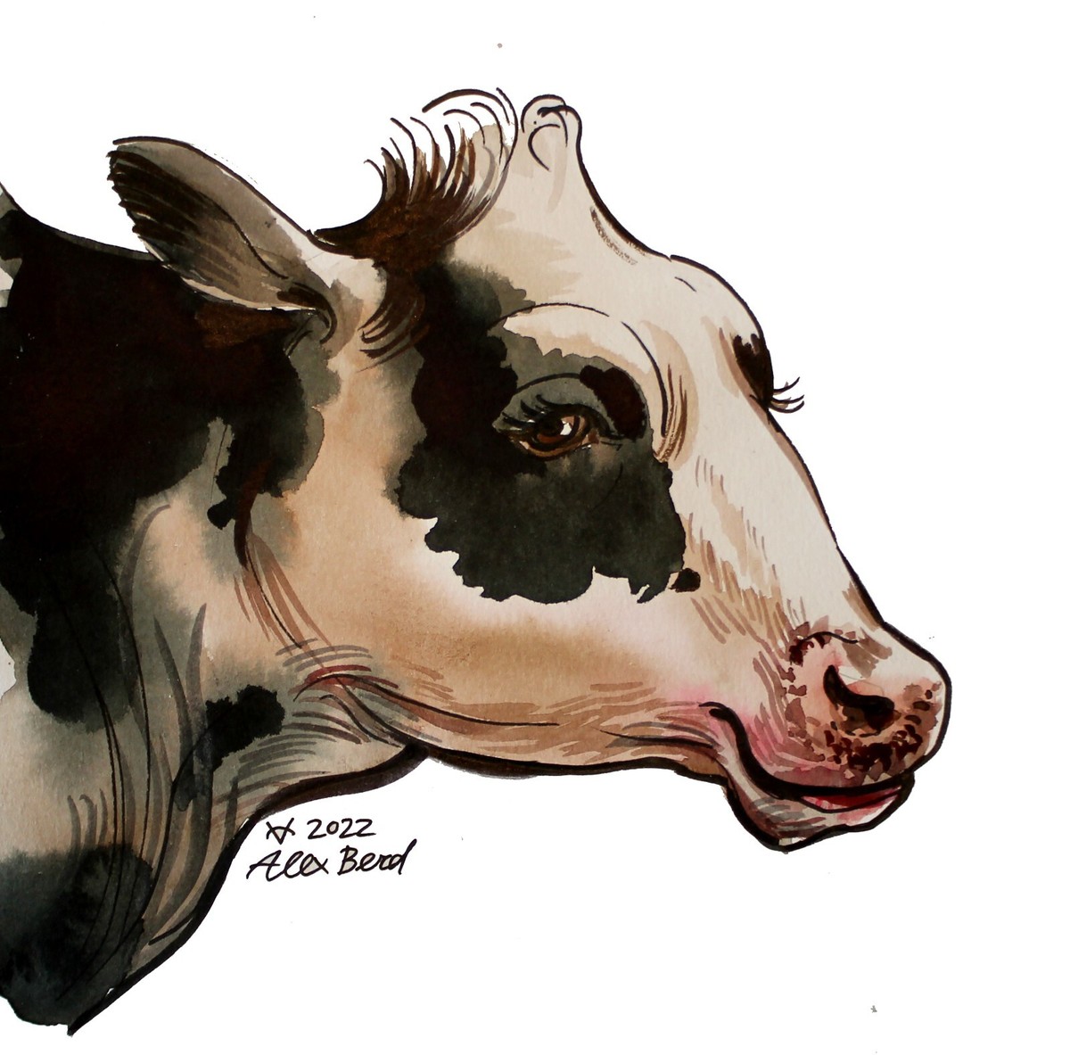 Cattle Head Drawing Amazon.com: Stupell Industries Farm Cattle Cow