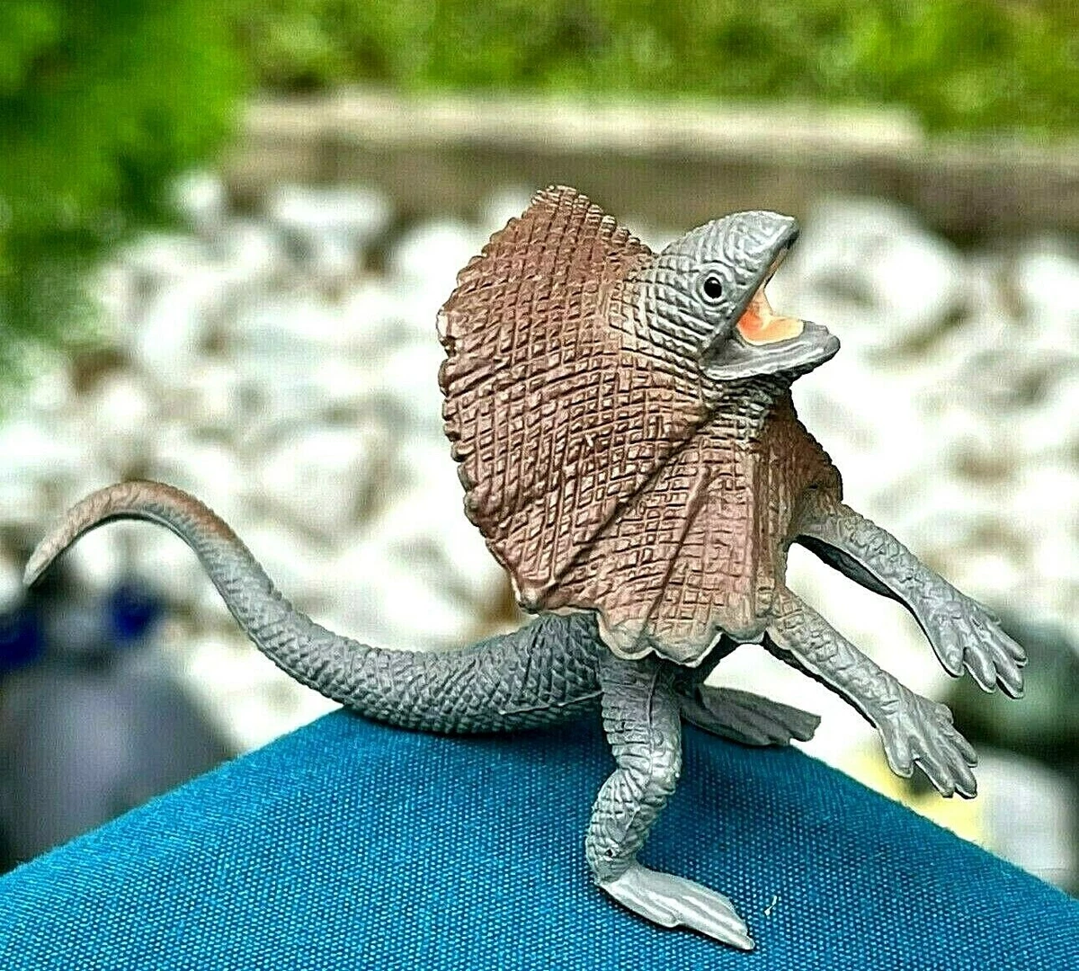 Australian Frilled Lizards