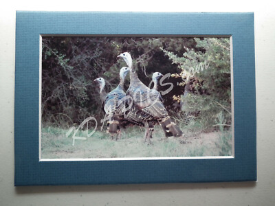 4"X6" Photo WILD TURKEYS Mount&Mat To5" X 7"READY 2 FRAME | eBay