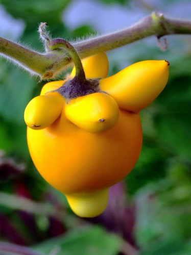 NIPPLEFRUIT exotic Solanum mammosum Titty rare Fruit cow's udder seed ...