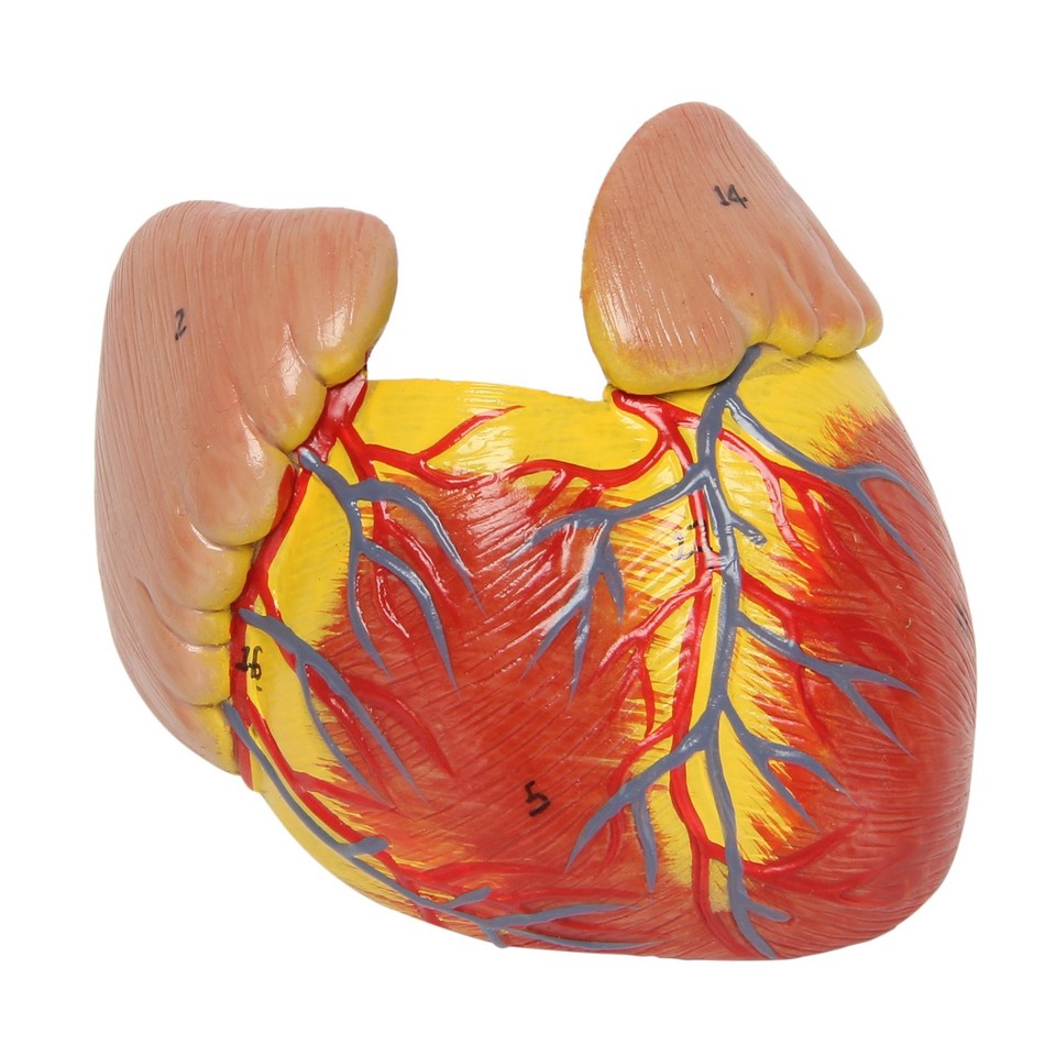 1: 1 Human Heart Model, Anatomically Accurate Heart Model Size ...