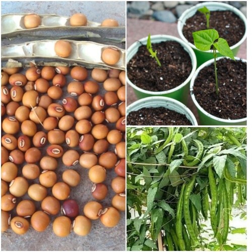 Organic WINGED BEAN SEEDS planting Dambala Psophocarpus tetragonolobus ...