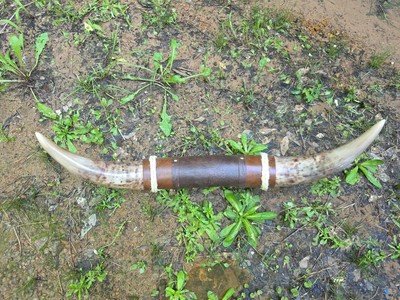 MOUNTED STEER HORNS 27” wide LONGHORN Mottled Tan/Br Polished Bull ...
