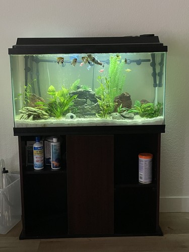 40 gallon fish tank with Stand | eBay