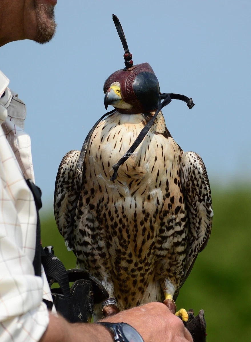 Peregrine Falcon Predators