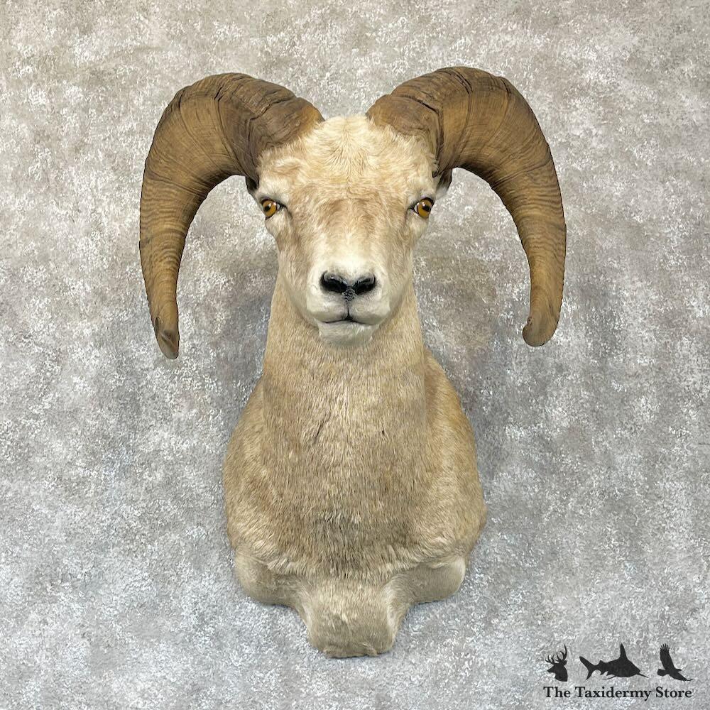 #28276 E | Desert Bighorn Sheep Taxidermy Shoulder Mount For Sale | eBay