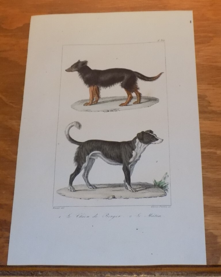 1835 BUFFON Antique COLOR Animal Print / MORNING DOG and SHEEP DOG | eBay
