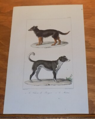 1835 BUFFON Antique COLOR Animal Print / MORNING DOG and SHEEP DOG | eBay