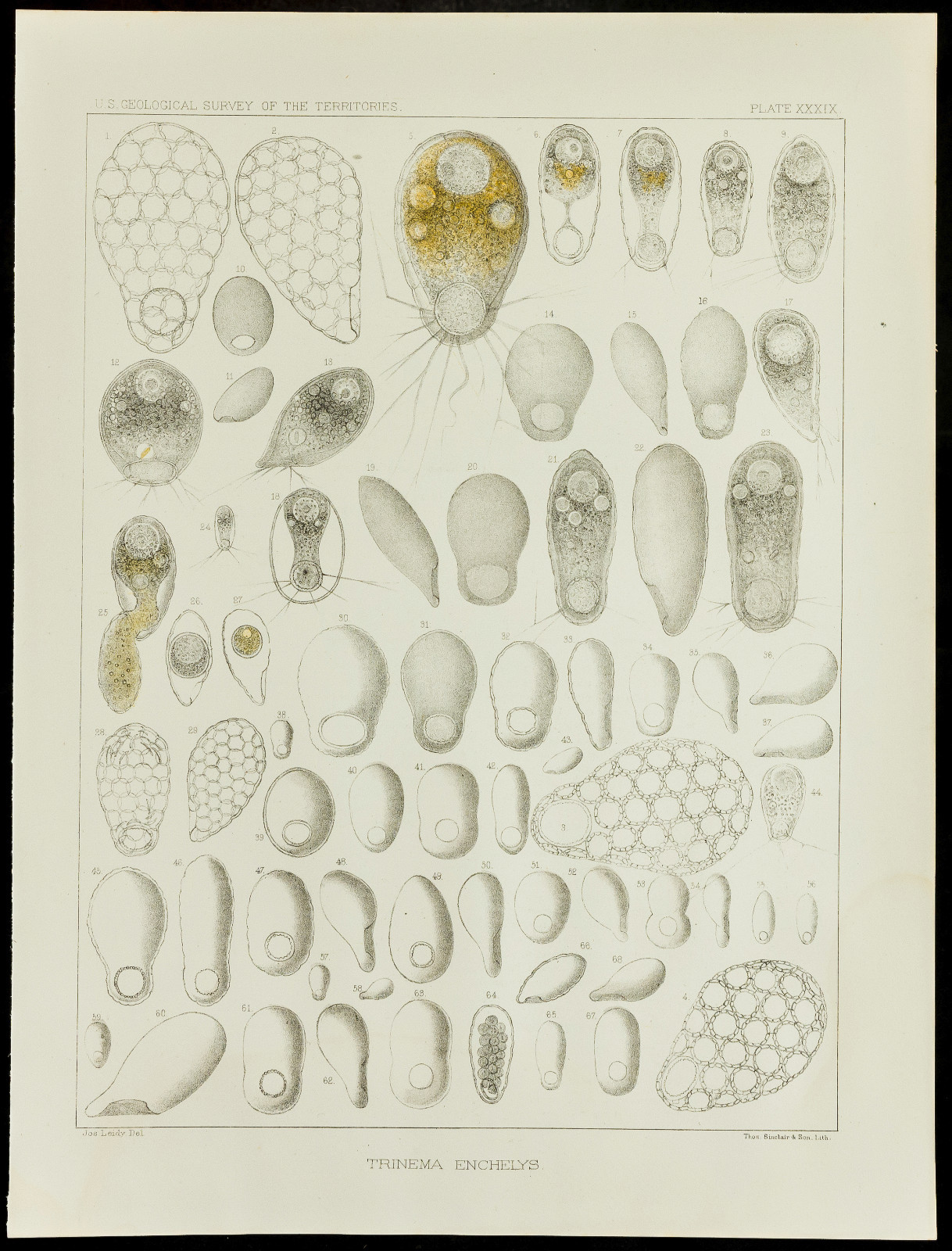 1879 - Plank Medicine Amoeba - Trinema Enchelys - Leidy - Biology | eBay