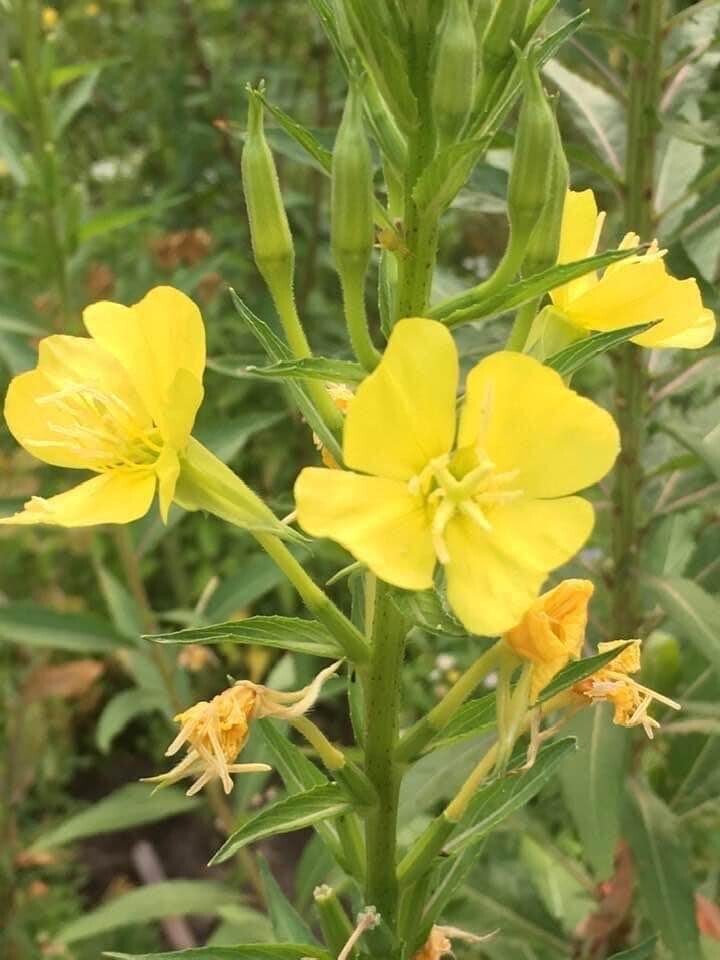 EVENING PRIMROSE (Oenothera biennis) - Ontario native wildflower - 1/8 ...