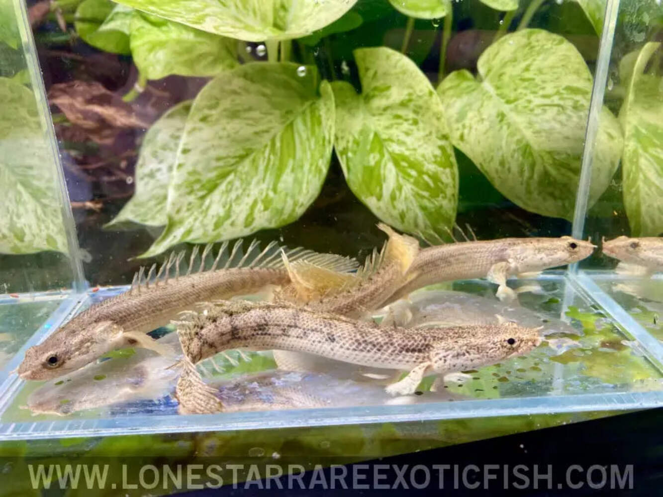 PGG Bichir / Polypterus Congicus x PBB Hybrid - Live Aquarium Fish | eBay