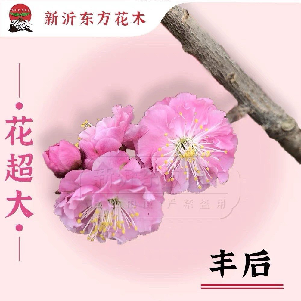 Big Trunk Japanese Plum bossom Bonsai Tree fenghoumei 丰厚梅Bonsai Tree 10 ...