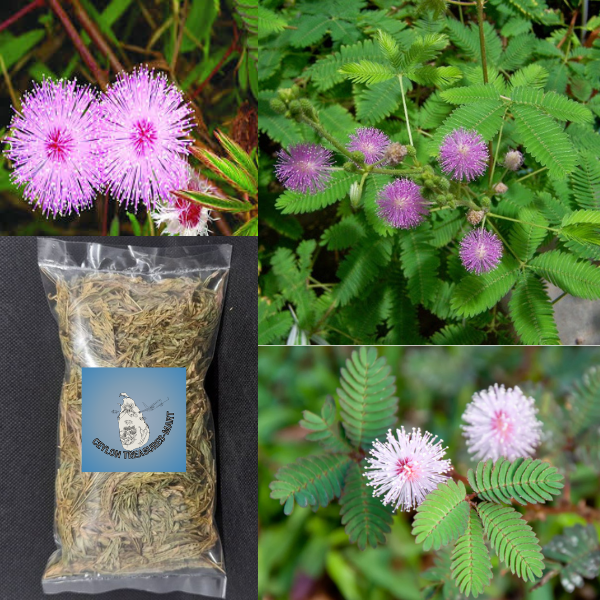 100g Mimosa Plant Dried Pudica Sensitive Organic Leaves Herbal ...
