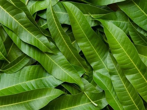 Mango Leaves Dried Ceylon Organic 100% Quality Pure Leaf Natural 100Pcs ...