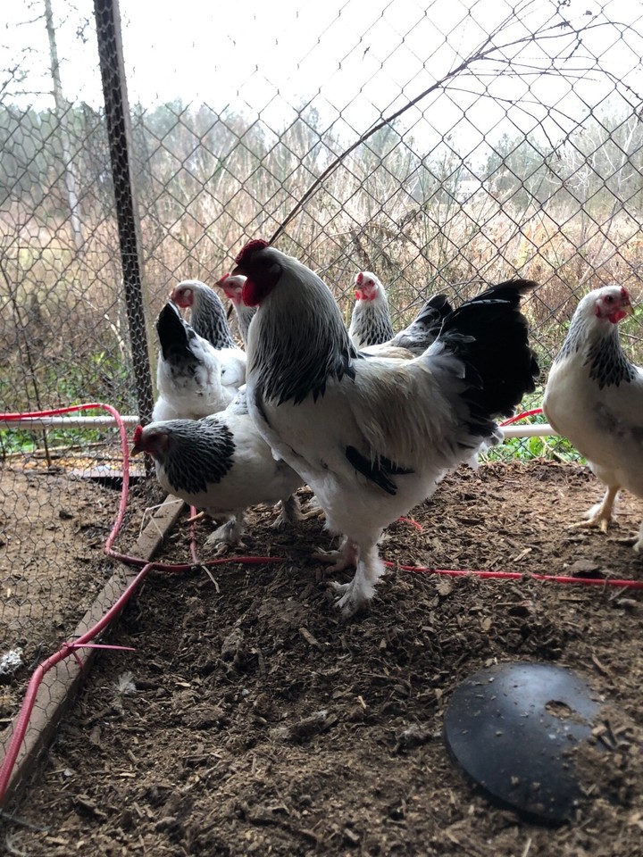 6 Purebred Light Brahma Hatching Eggs NPIP/AI Clean | eBay