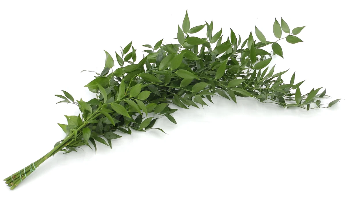 Italian Ruscus