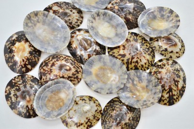20 PCS OVAL BROWN POLISHED LIMPET SEA SHELL CRAFT 2" - 2 1/2" | eBay