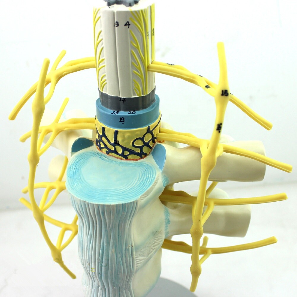 Sympathetic Trunk Model