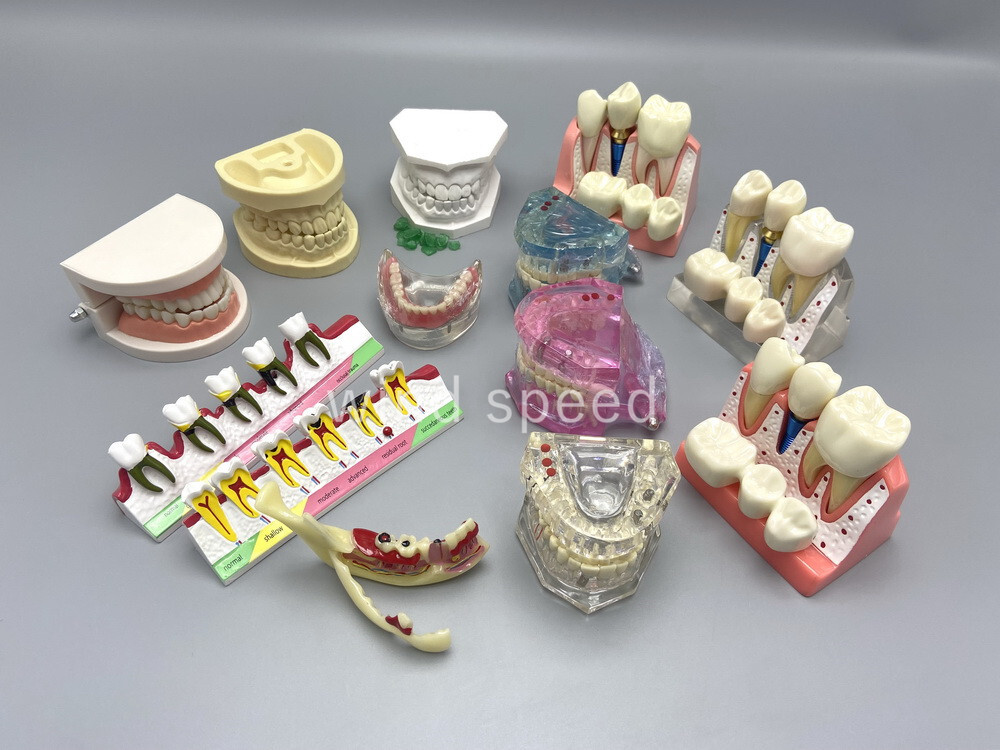 Dental Typodont Teeth Study Teach Model Implant Endo Caries ...