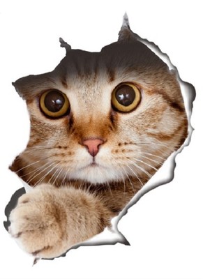 CAT IN A HOLE 3D Removable 10" x 7.5" Die-cut Wall / Refrigerator Decal ...
