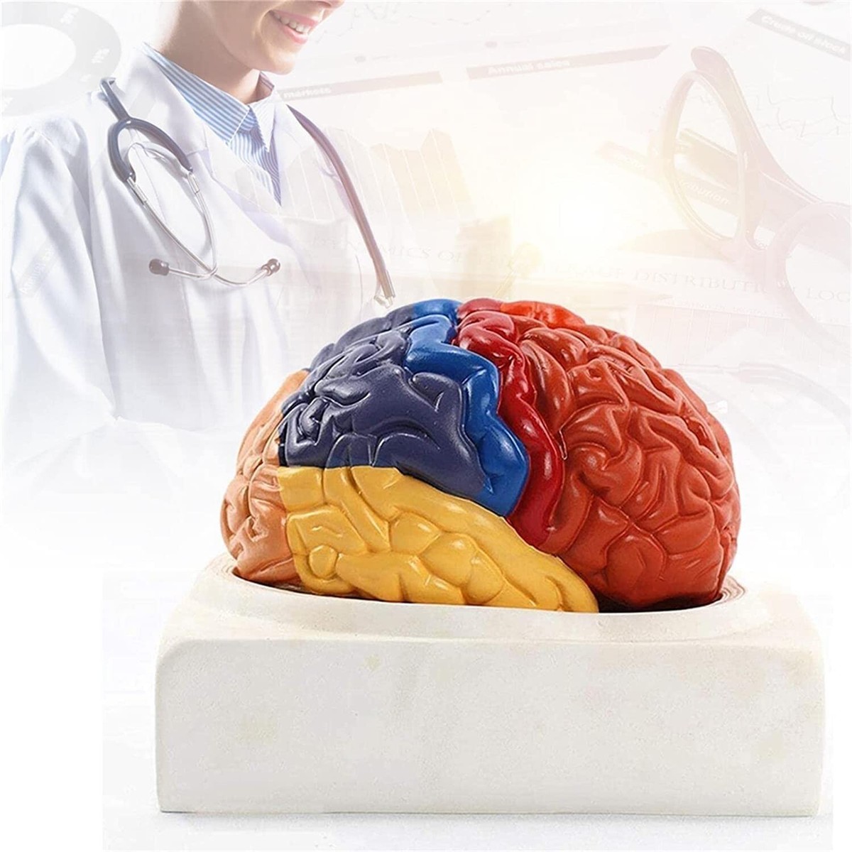Brain Model