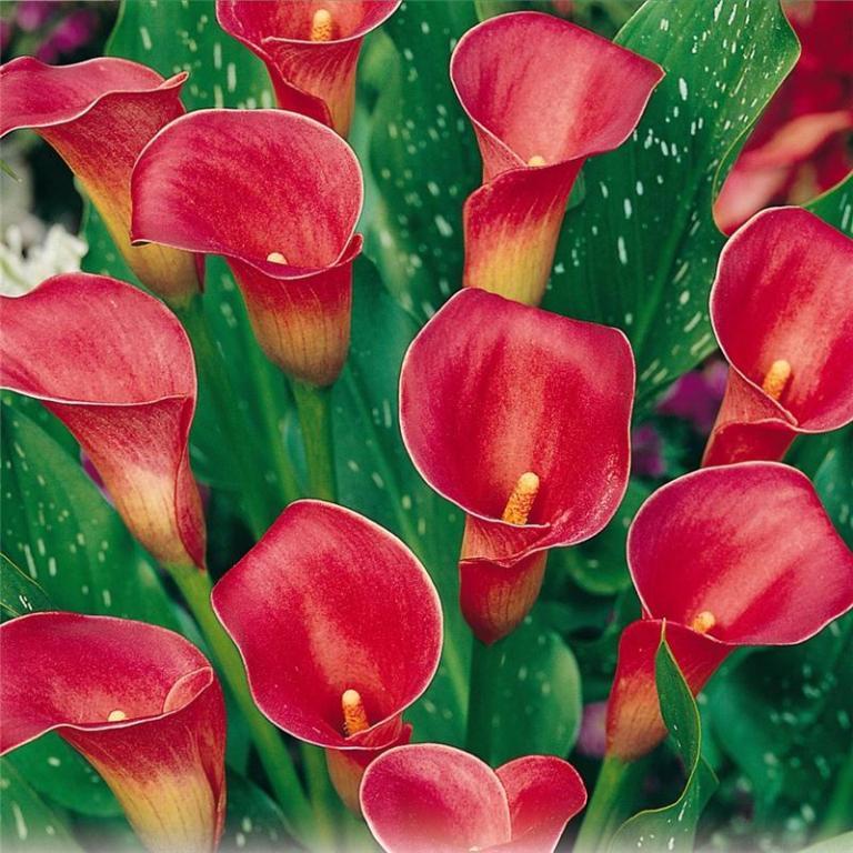 ZANTEDESCHIA MAJESTIC RED (ARUM)LILY BULBS SUMMER PERENNIAL POTTED 1 ...