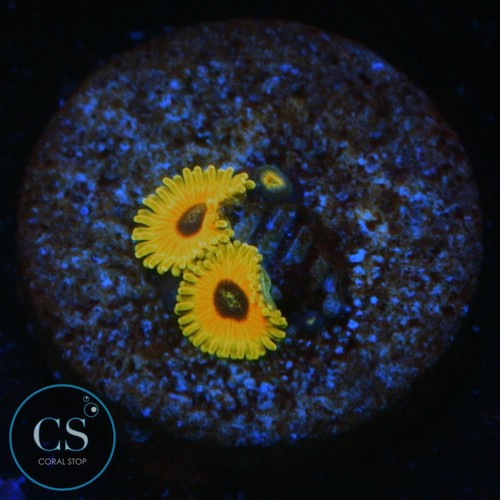 CS GREAT OWL ZOA - WYSIWYG LIVE CORAL | eBay
