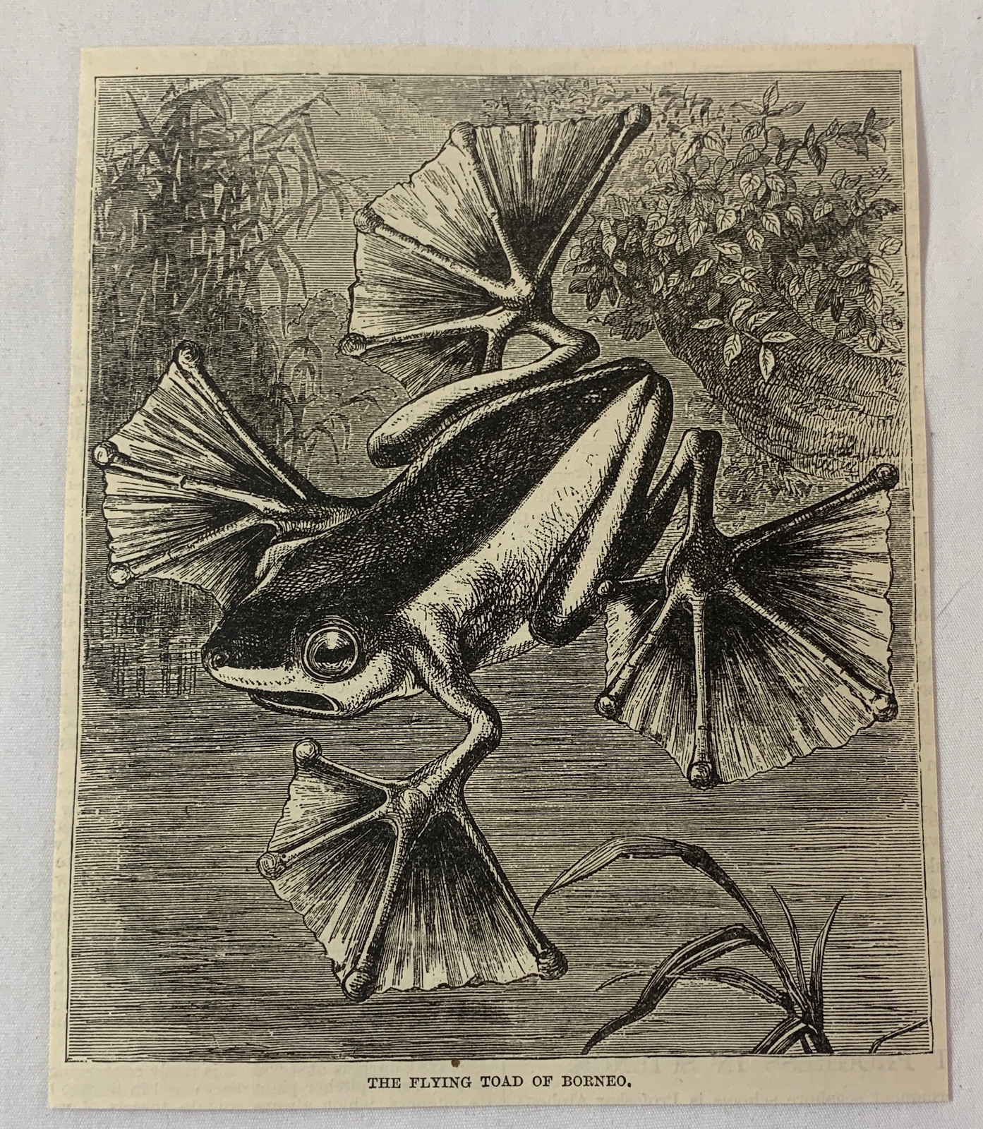 1883 magazine engraving ~ THE FLYING TOAD OF | Grelly USA