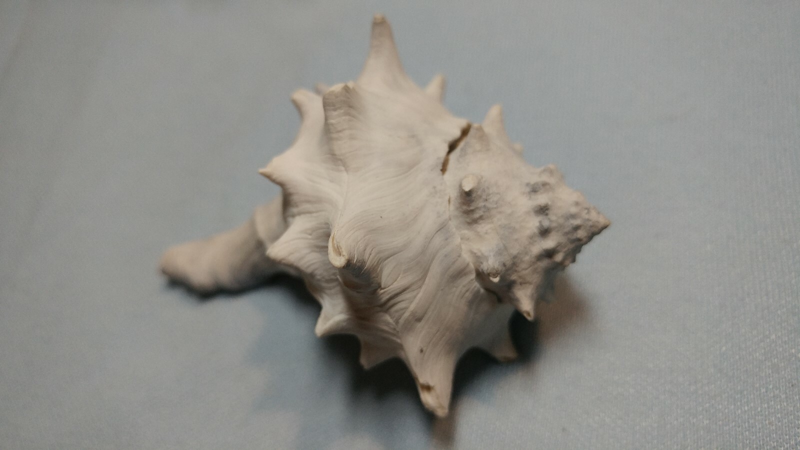 Rare FOSSIL WHELK SHELL from FLORIDA - Busycon palmbeachensis | eBay