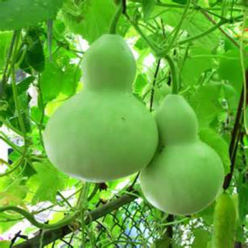 Mixed Large Gourds