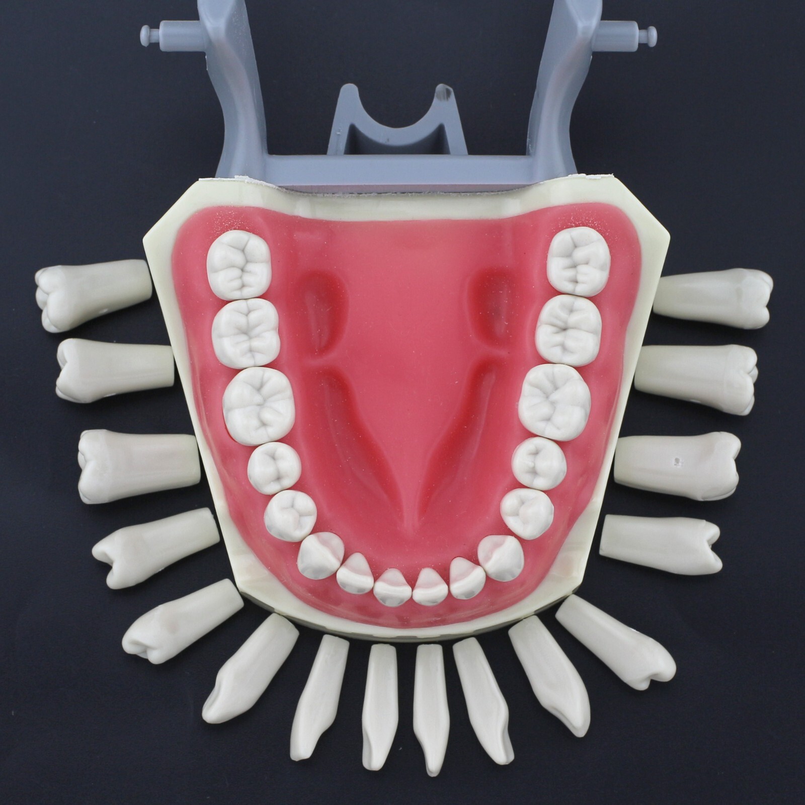 Columbia Dentoform 860 Type Dental Typodont Model With 32pcs Removable ...