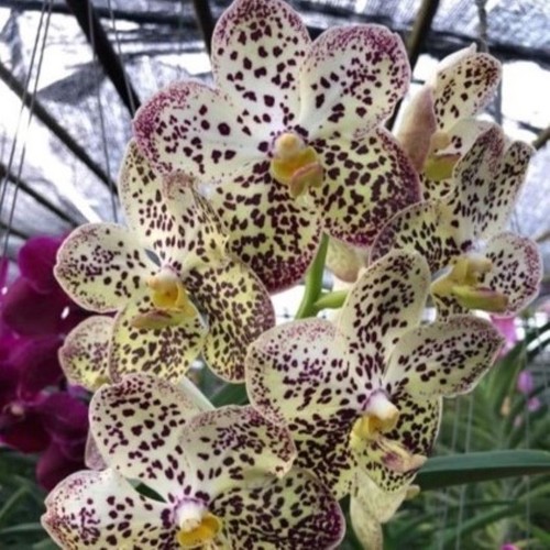 Vanda Pintuwadee Mericlone Orchid | eBay Australia