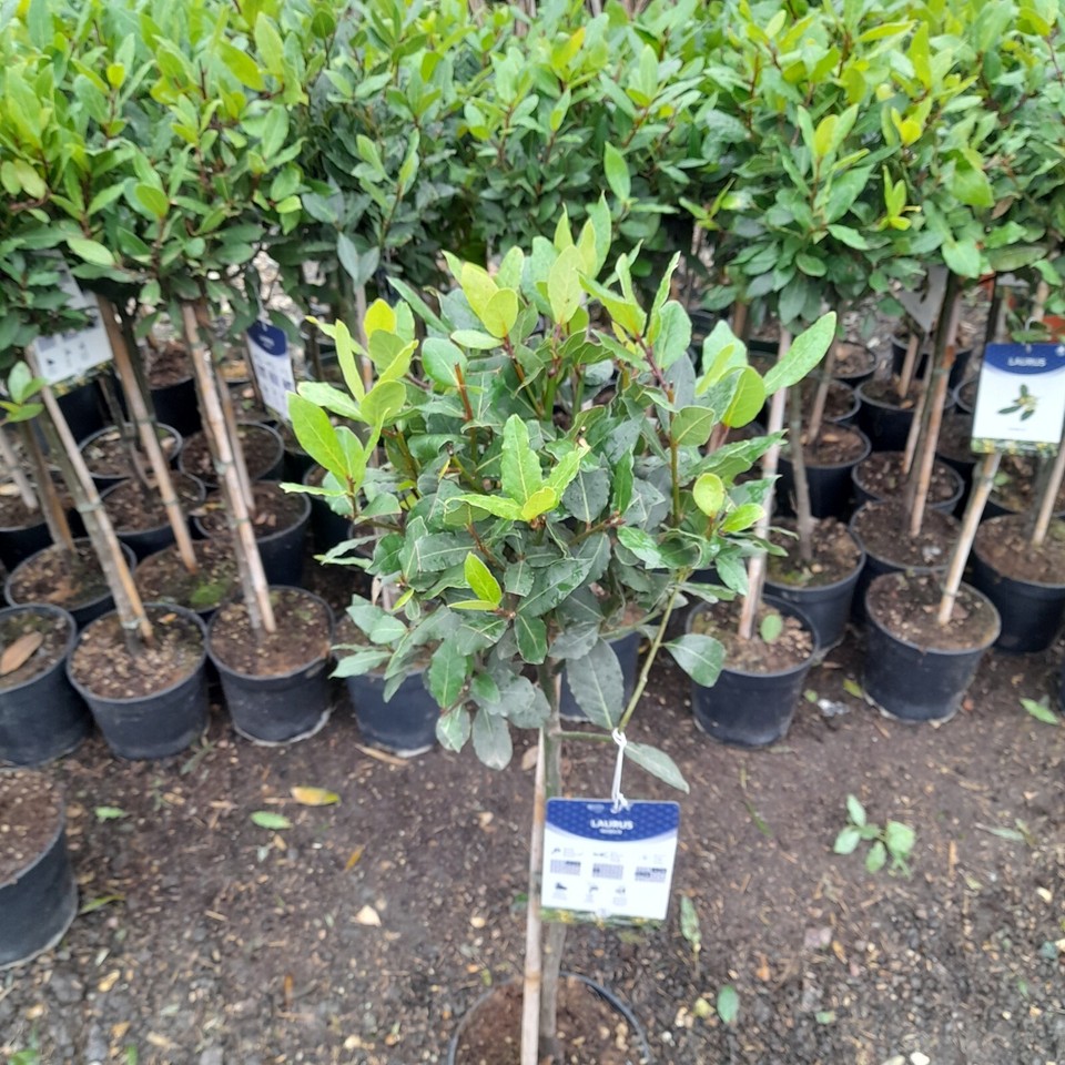 Laurus Nobilis 100cm Lollipop Bay Tree AMAZING VALUE 12cm pot | eBay UK