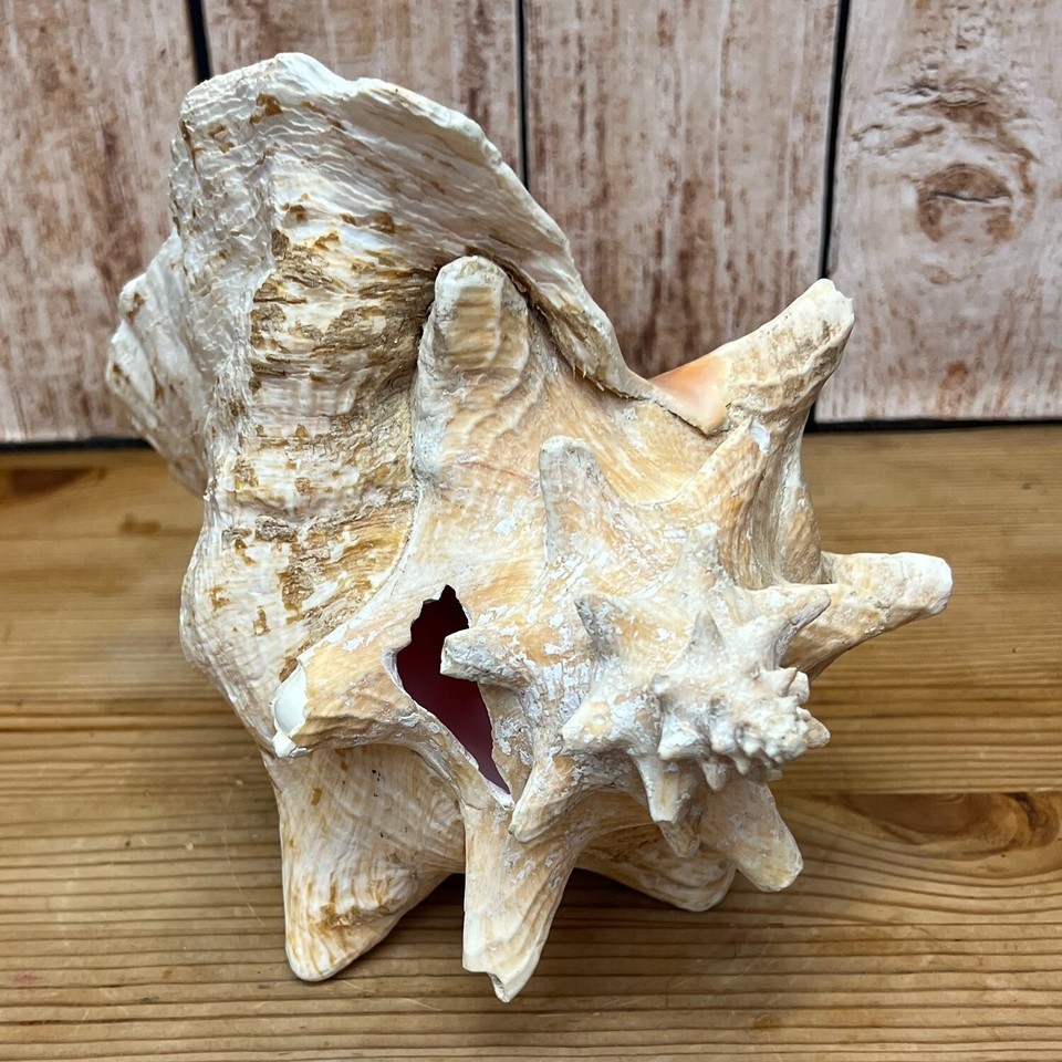 Large Aliger Gigas Pink Queen Conch Seashell 12" Long | eBay