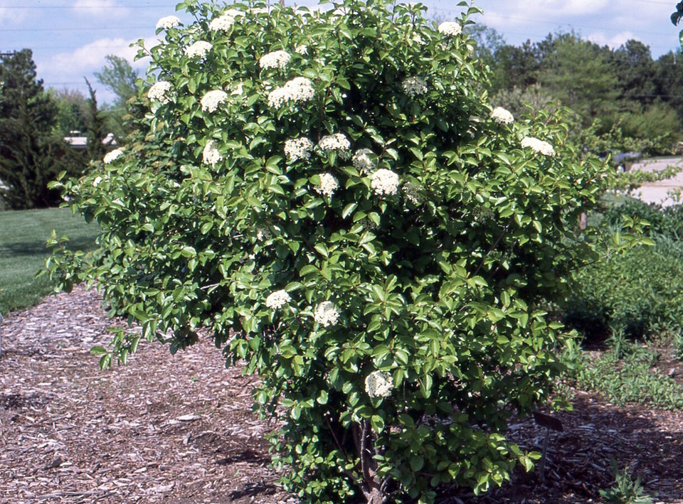 rusty blackhaw viburnum (Viburnum rufidulum)—50 seeds ($3.50) | eBay