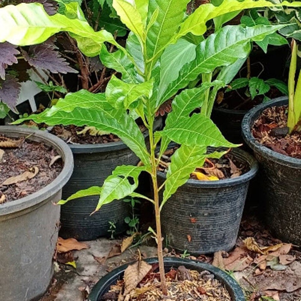 Abiu Plant Pouteria Caimito Rare Fruit Tree Tropical Tall 15 inchs | eBay